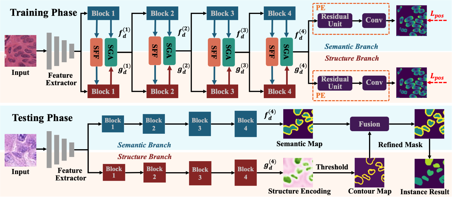 Bytez: SEINE: Structure Encoding and Interaction Network for Nuclei Instance Segmentation