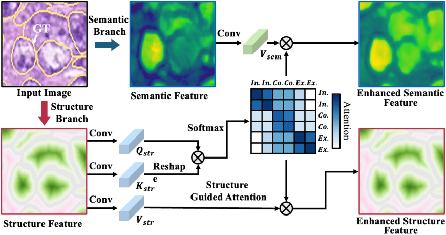 Bytez: SEINE: Structure Encoding and Interaction Network for Nuclei Instance Segmentation