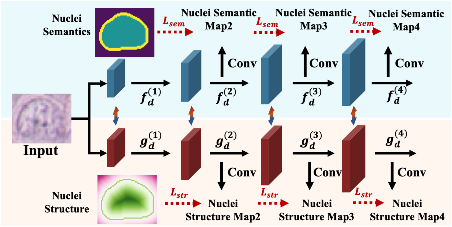 Bytez: SEINE: Structure Encoding and Interaction Network for Nuclei Instance Segmentation