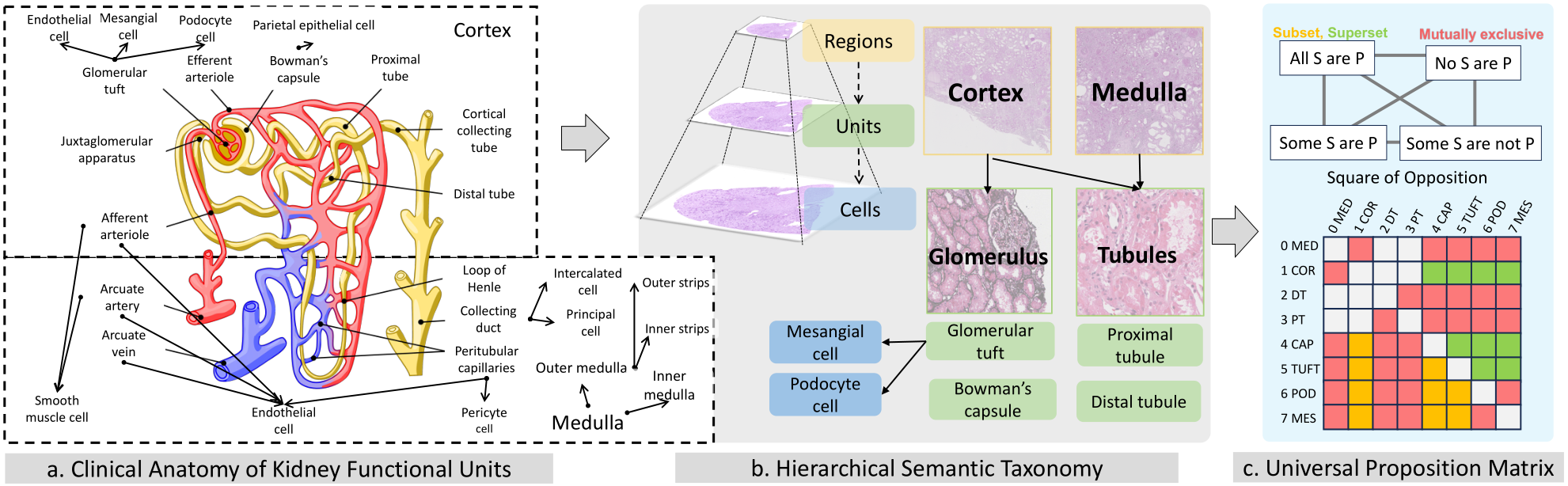 PrPSeg: Universal Proposition Learning for Panoramic Renal Pathology ...
