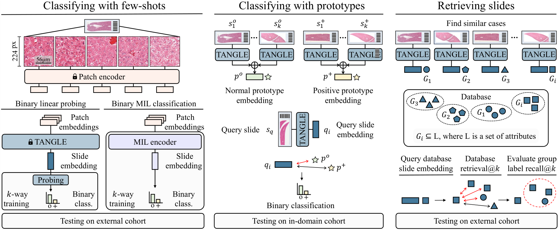Transcriptomics-guided Slide Representation Learning in Computational ...